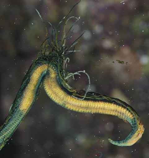 Spawning Spaghetti Worm (actually hair-worm, or cirratulid polychaete) | Reef2Reef